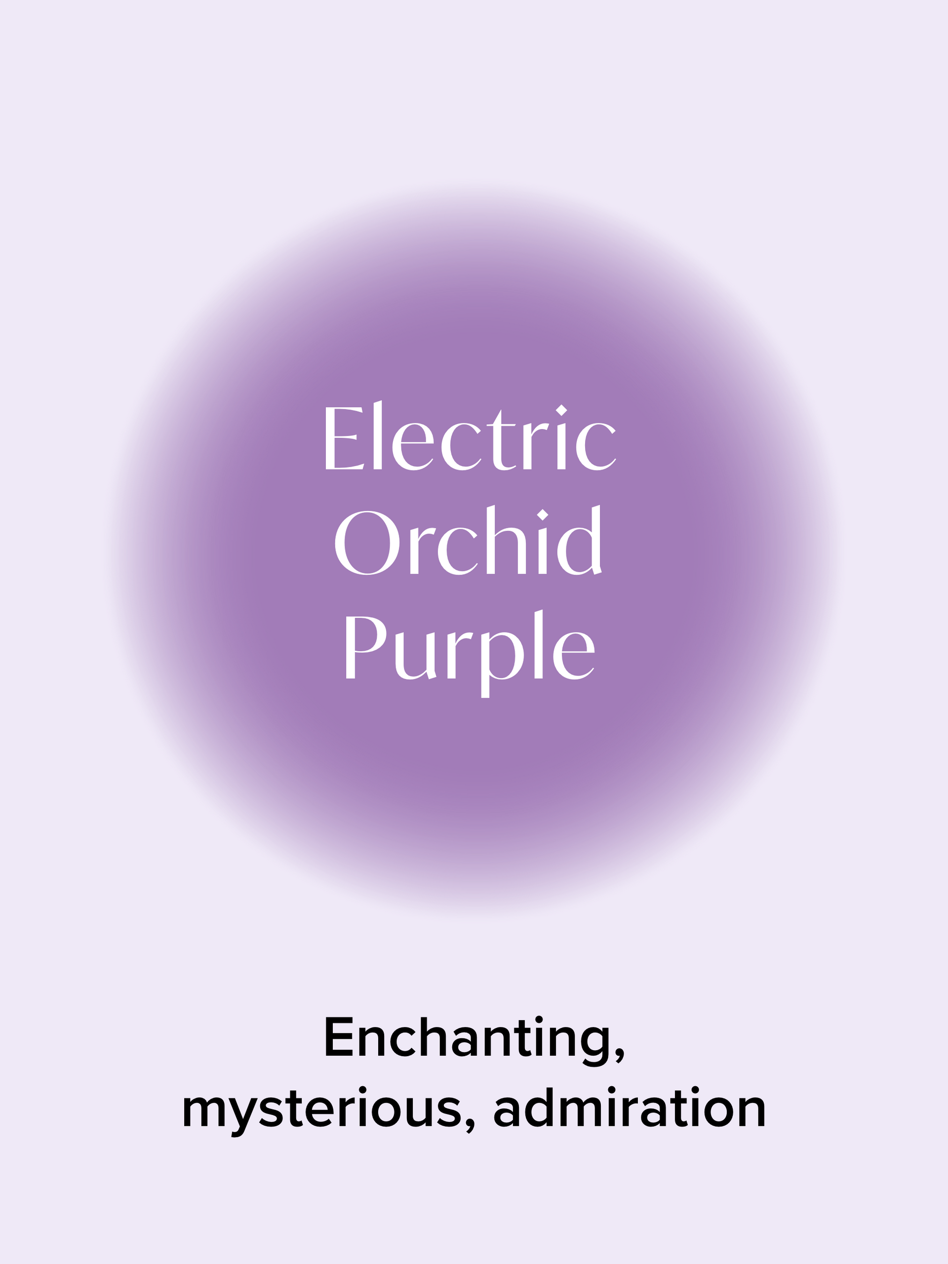 Signature Lace Low Rise Thong Rose Electric Orchid Purple | Hanky Panky